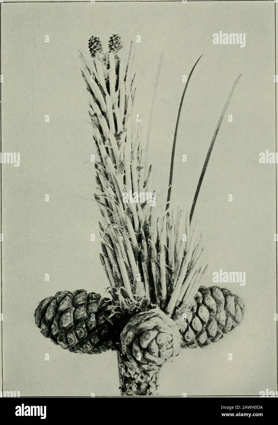 The flower and the bee; plant life and pollination . Fig. 10. Red Pine ...
