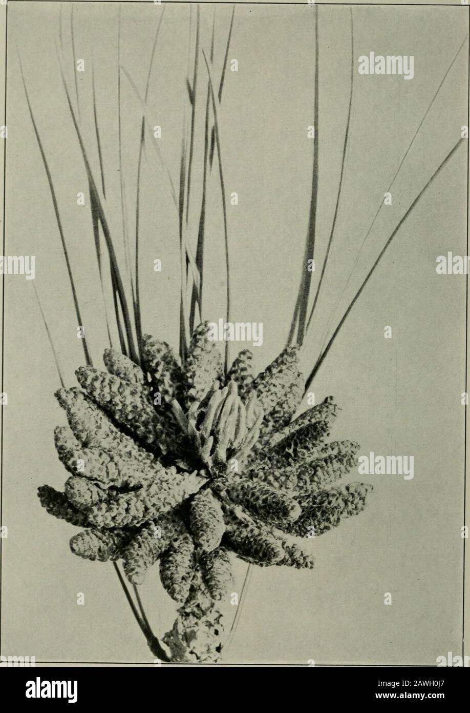 The flower and the bee; plant life and pollination . Fig. 15. English ...