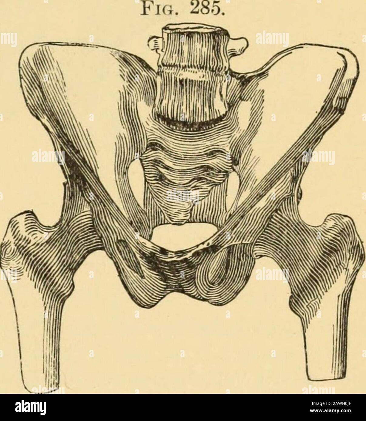 Pubic arch hi-res stock photography and images - Alamy