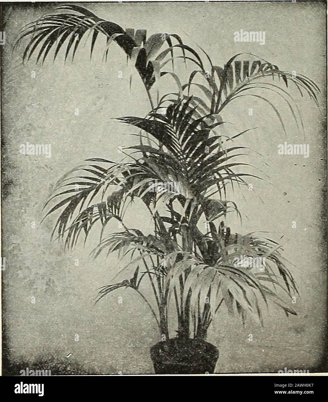 Phoenix canariensis flower hi-res stock photography and images - Alamy