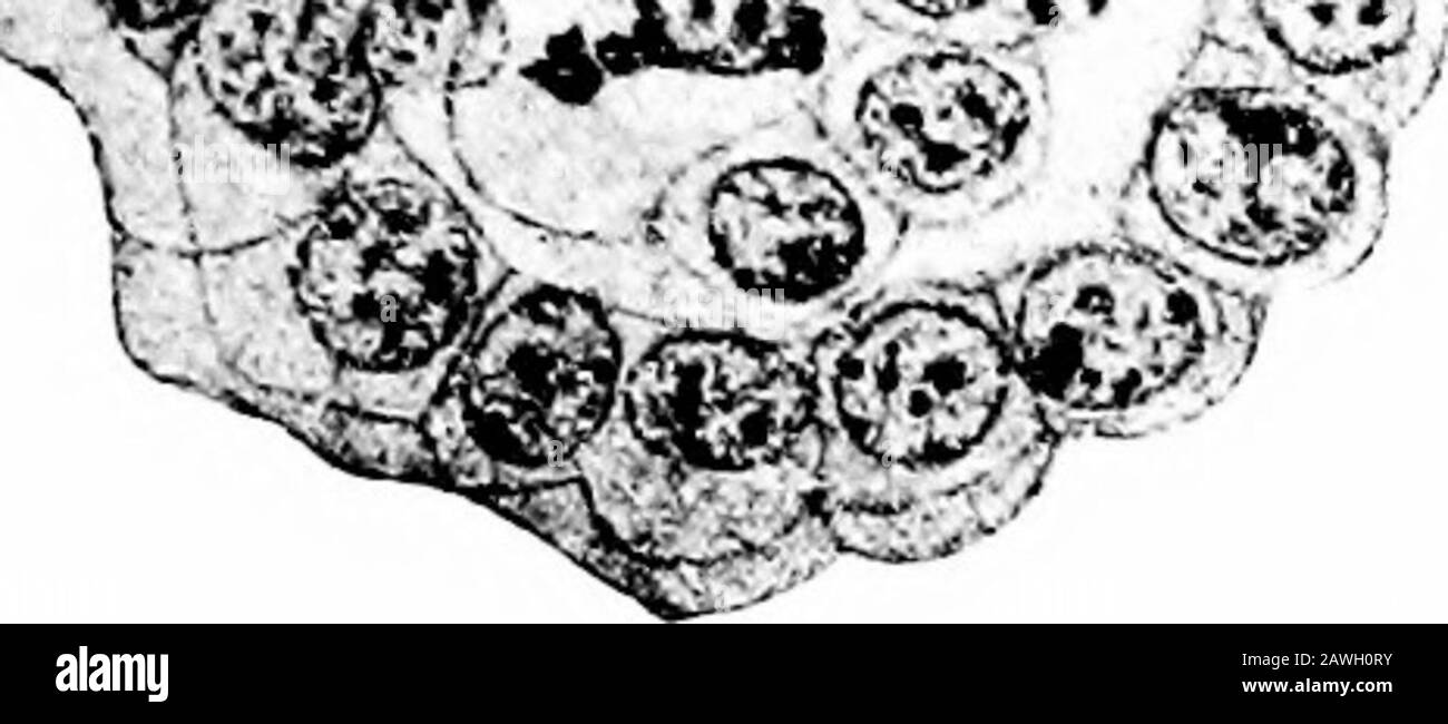 The development of the human body; a manual of human embryology . Fig ...