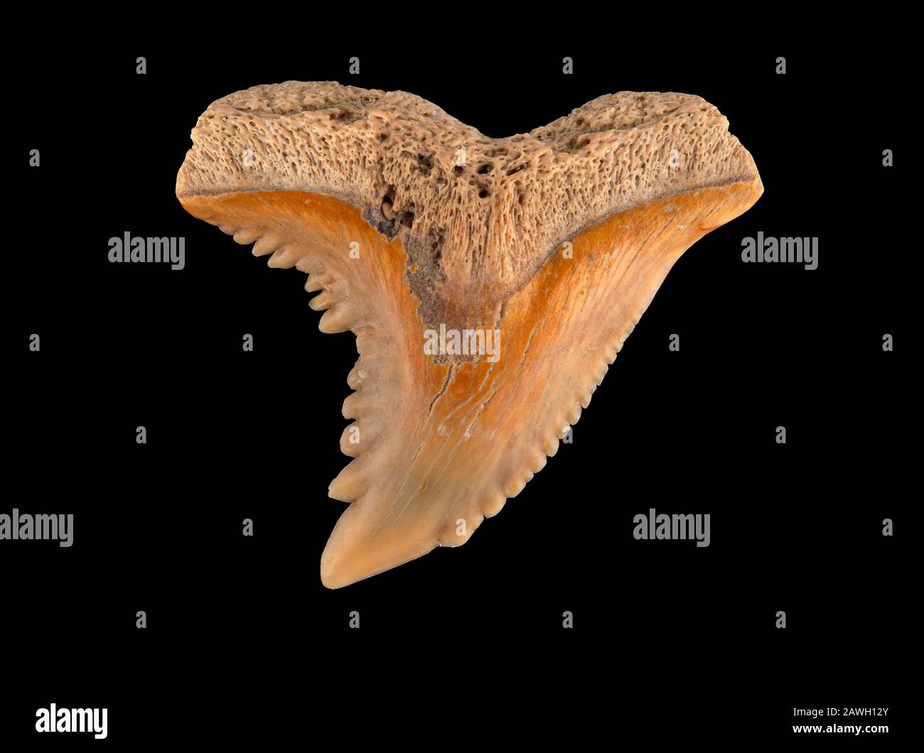 Fossil tooth from the upper jaw of an extinct snaggletooth shark ...