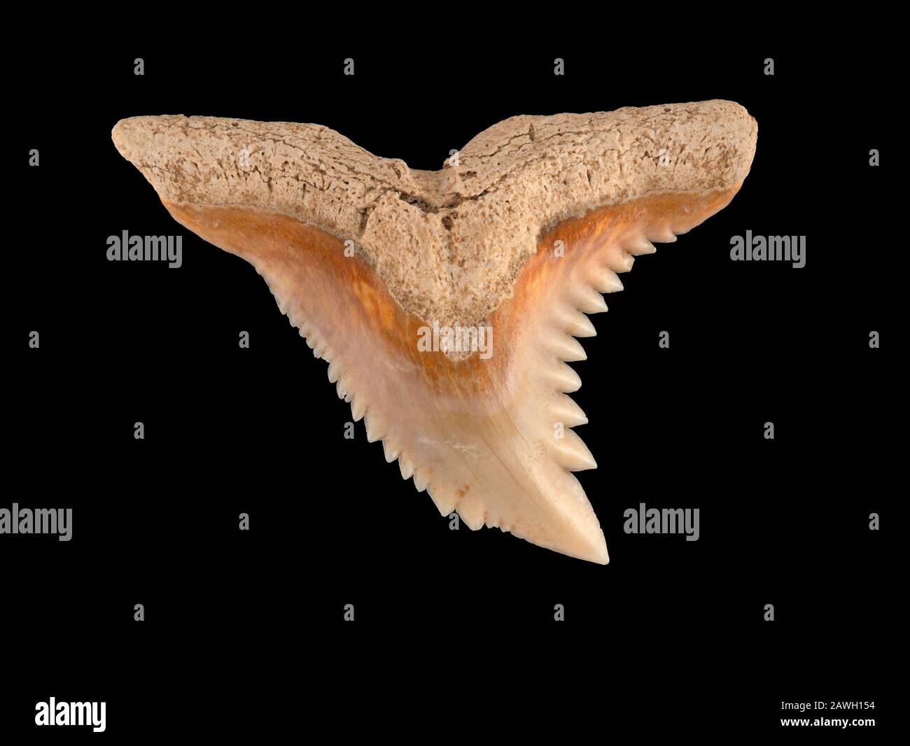 Fossil tooth from the upper jaw of an extinct snaggletooth shark ...