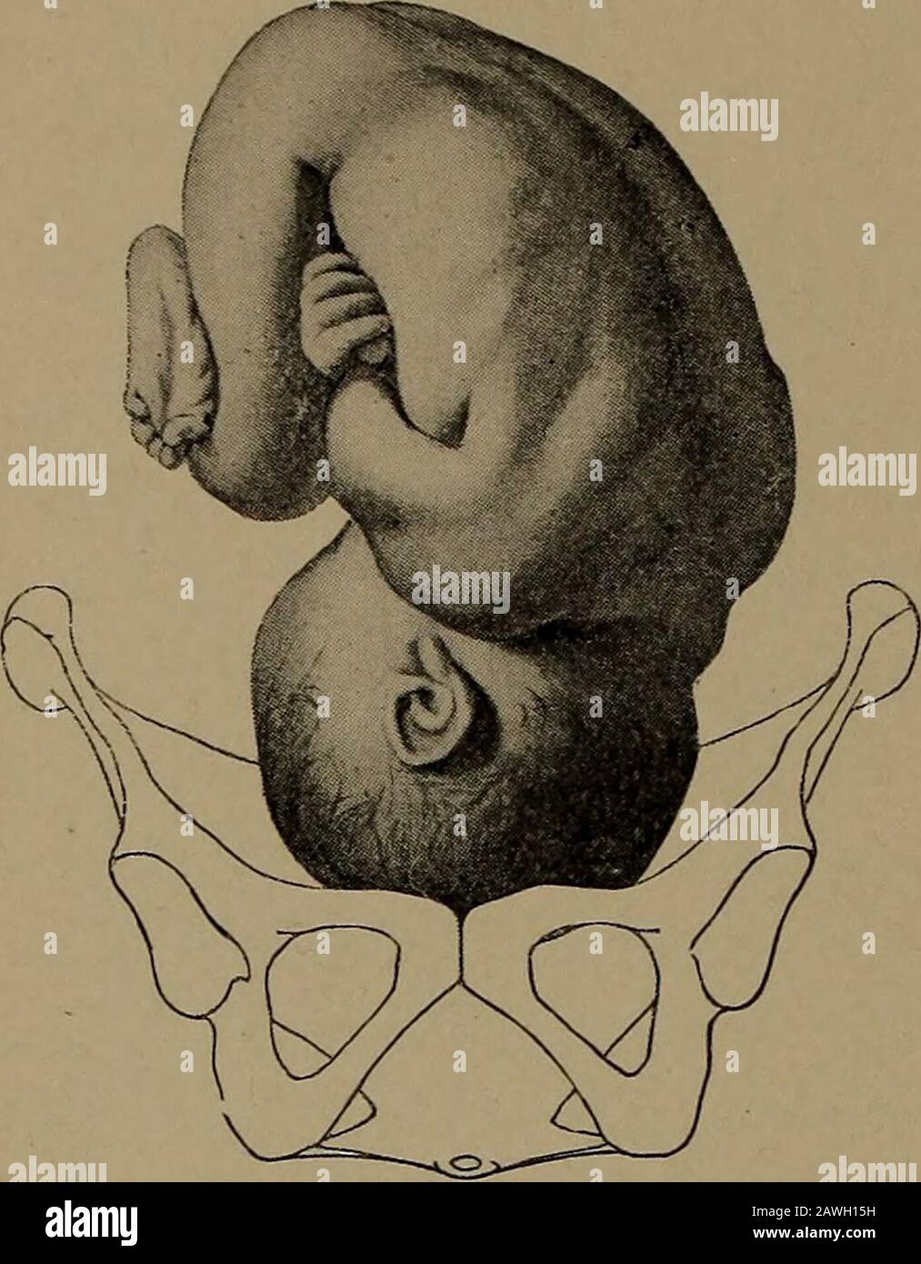 O maternal hi-res stock photography and images - Alamy