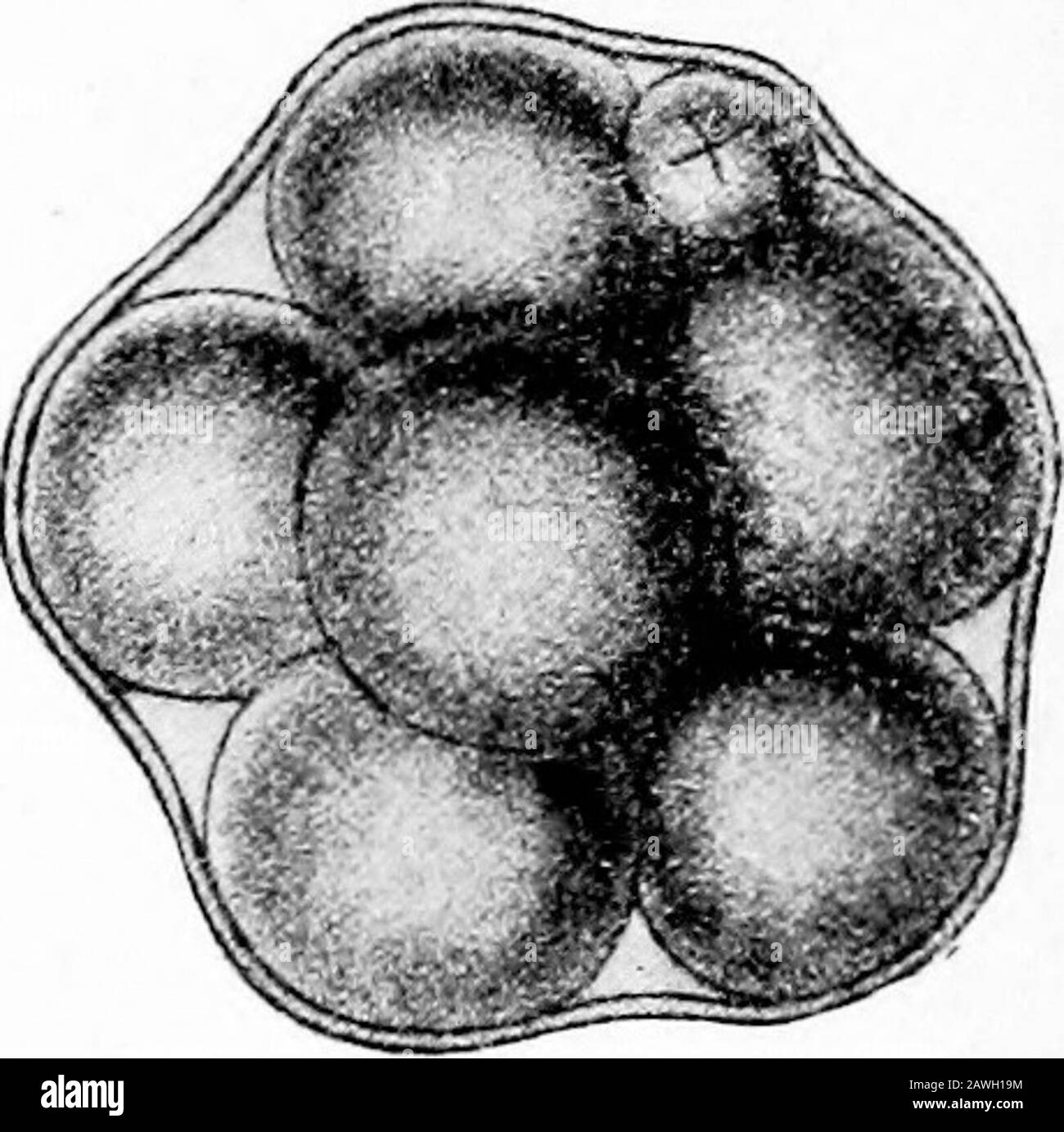 The development of the human body; a manual of human embryology . Fig ...