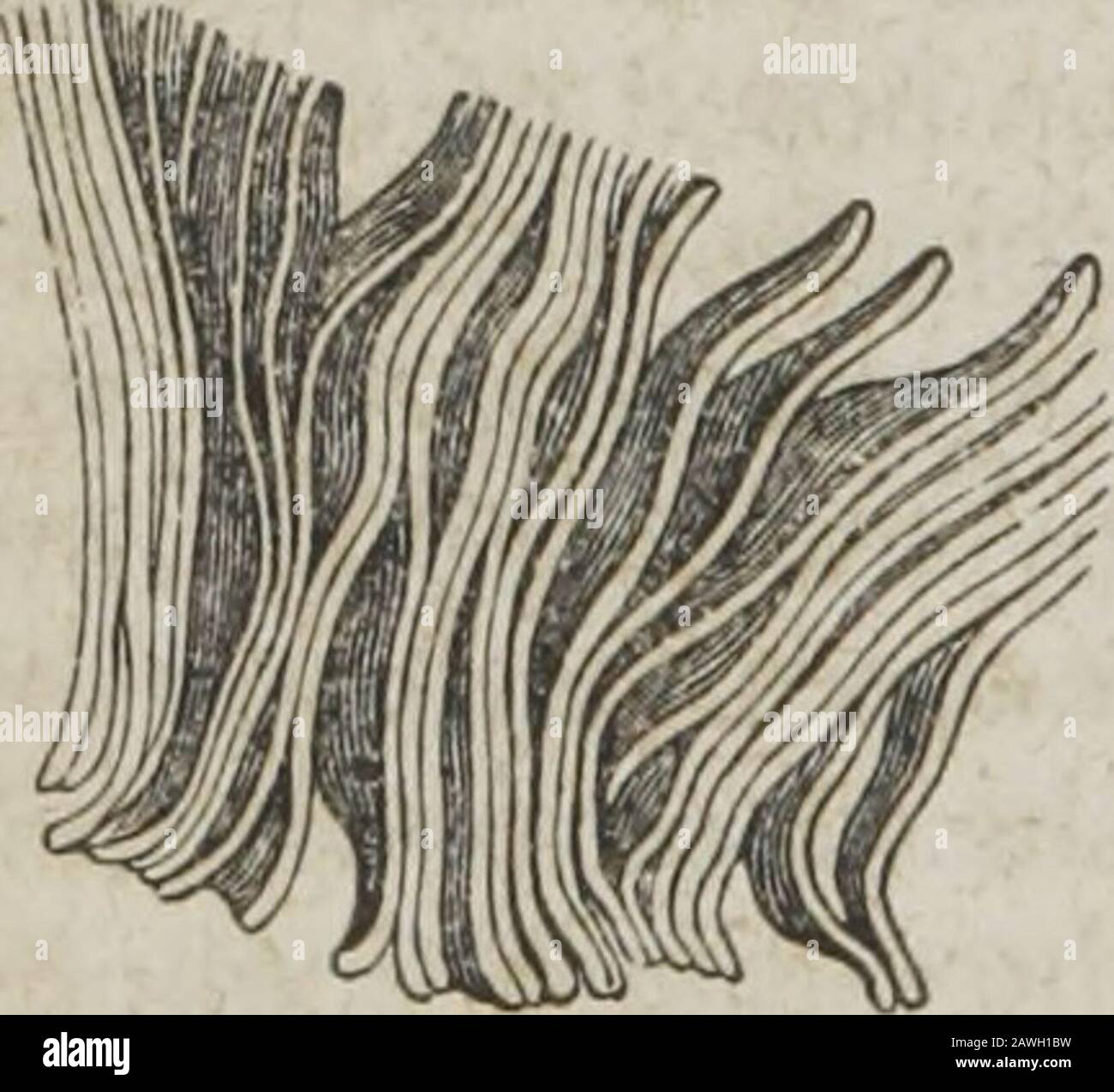 Fibrillar adhesion hi-res stock photography and images - Alamy