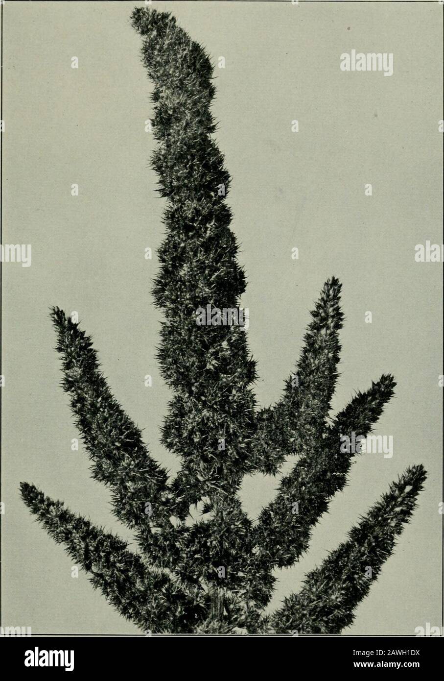 Wind pollination grasses hi-res stock photography and images - Alamy