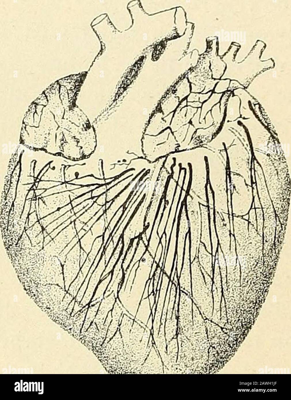 Plexus cardiaque hi-res stock photography and images - Alamy