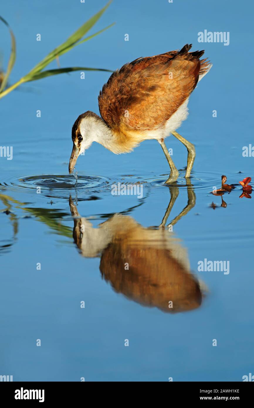 Female African jacana (Actophilornis africana) foraging in shallow ...