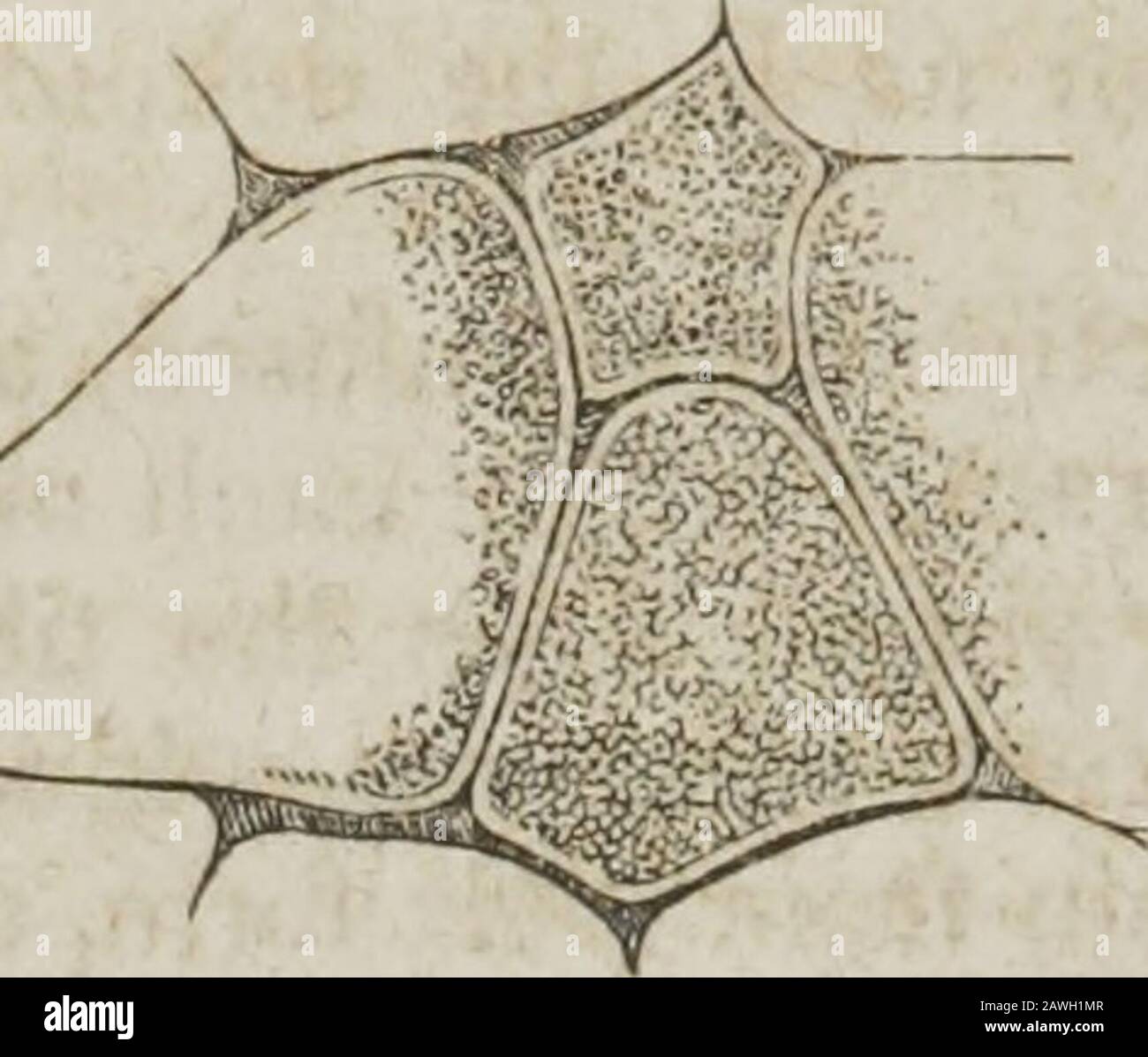 Dissecting microscope hi-res stock photography and images - Alamy