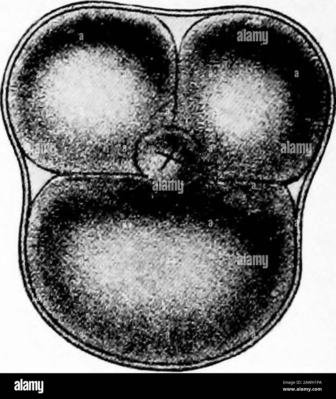 The development of the human body; a manual of human embryology Stock ...