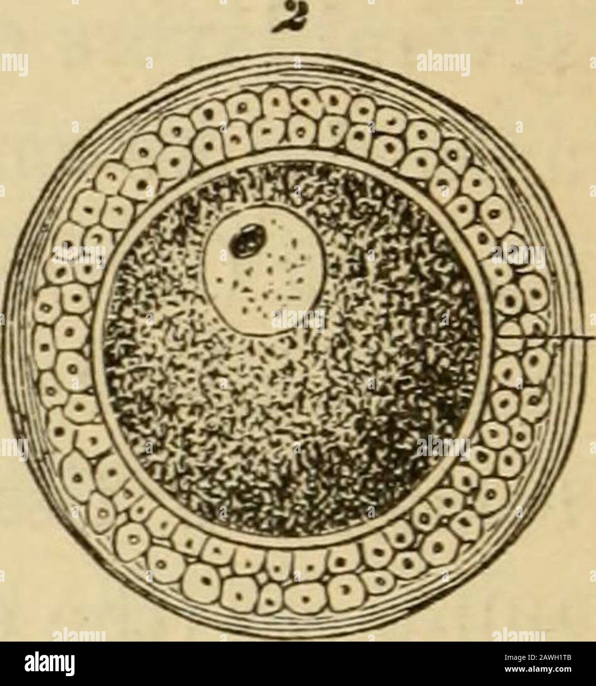 The evolution of man : a popular exposition of the principal points of ...