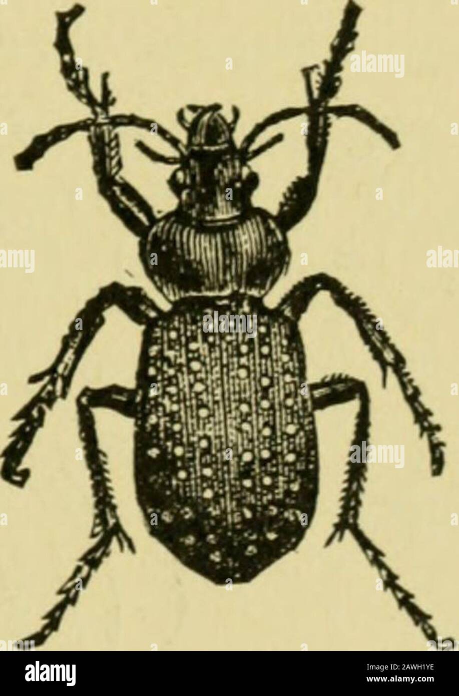 Calosoma calidum hi-res stock photography and images - Alamy
