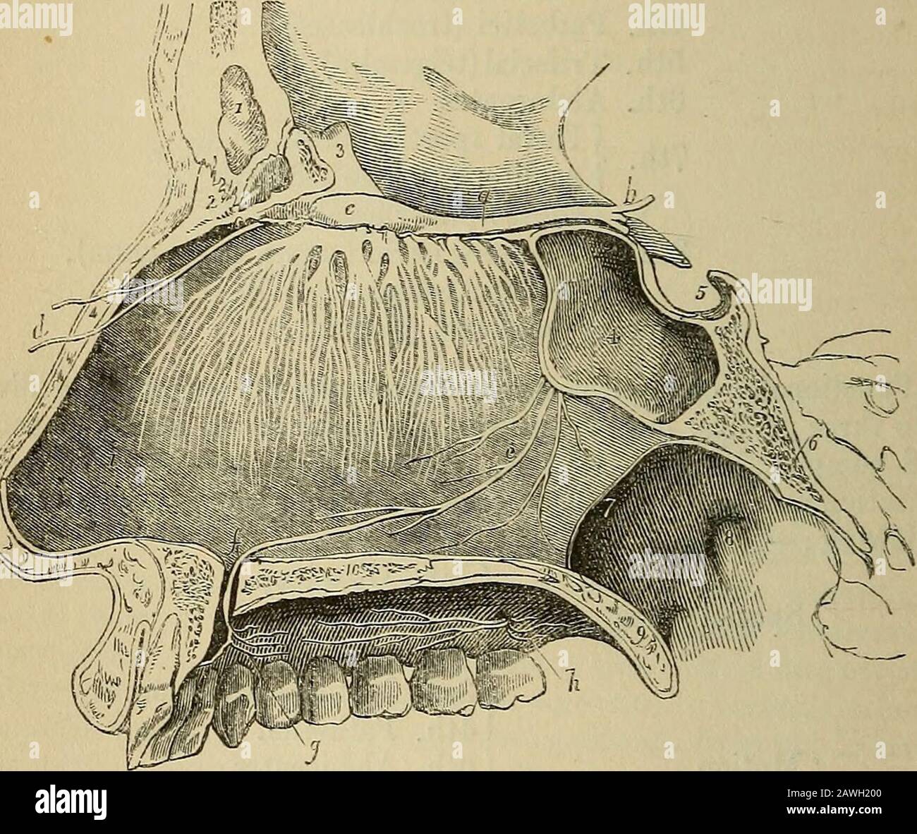 The anatomist's vade mecum : a system of human anatomy . to be allied ...