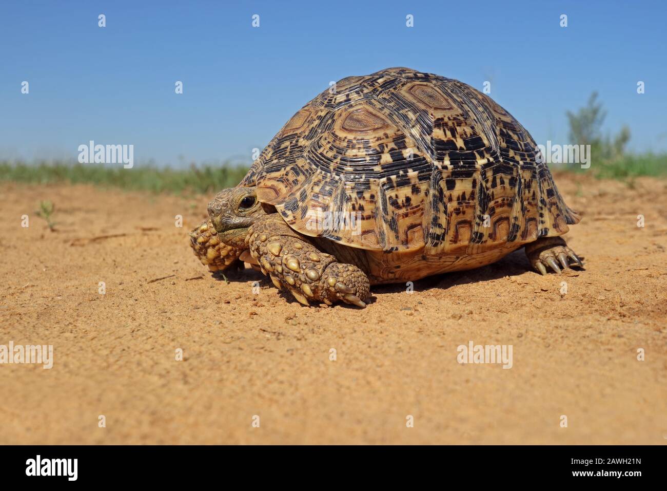 Leopard tortoise (Stigmochelys pardalis) in natural habitat, South ...