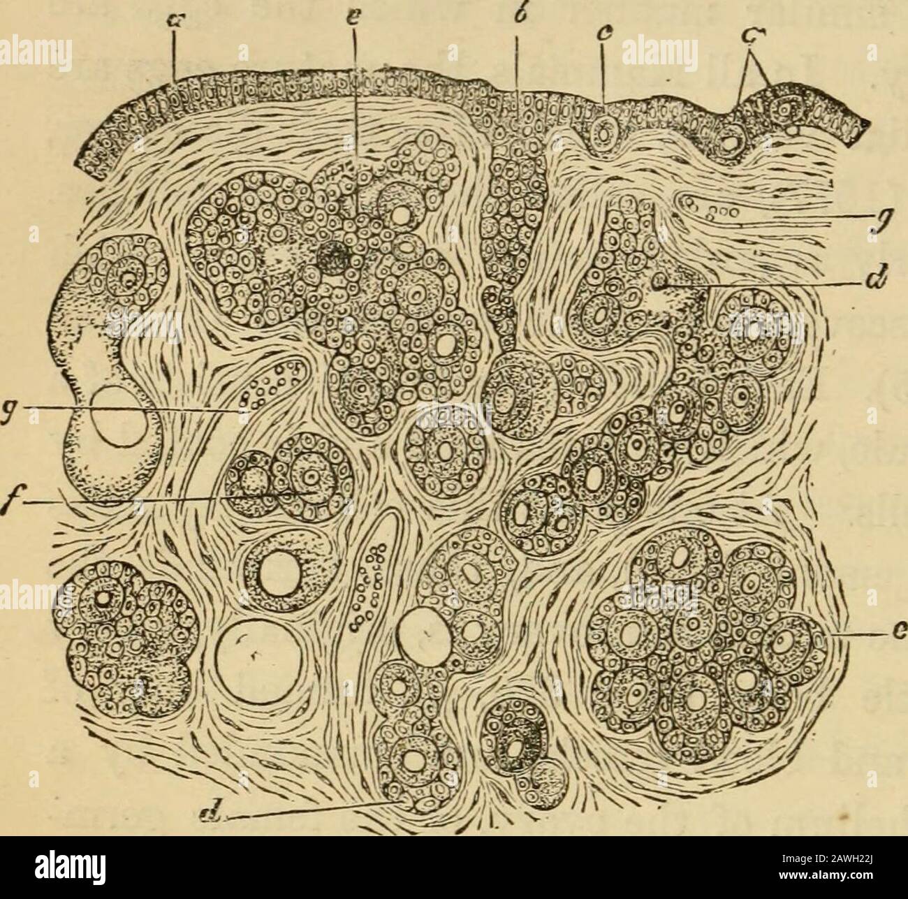 The evolution of man : a popular exposition of the principal points of ...