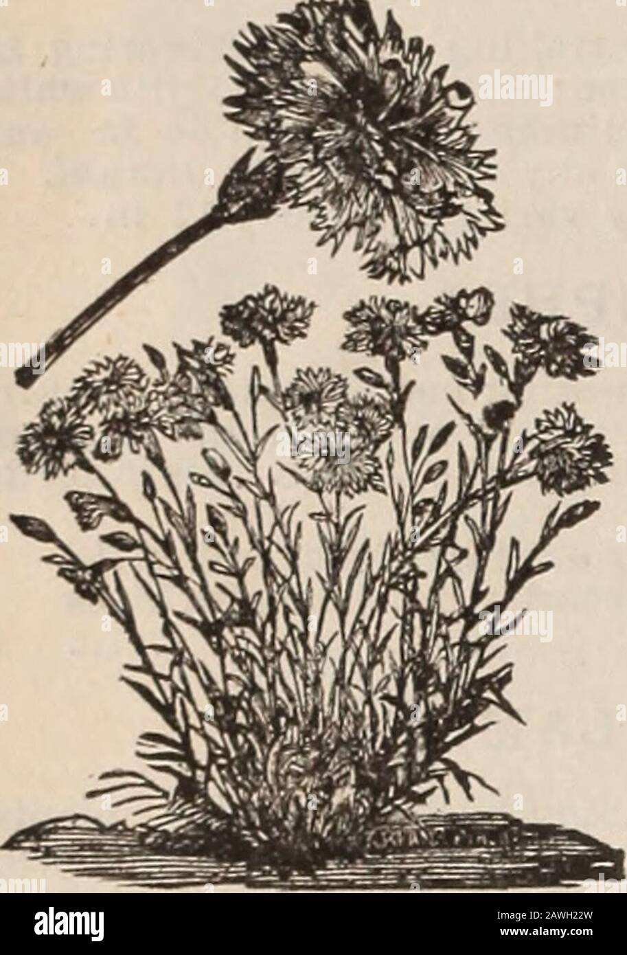 Shad base hi-res stock photography and images - Alamy