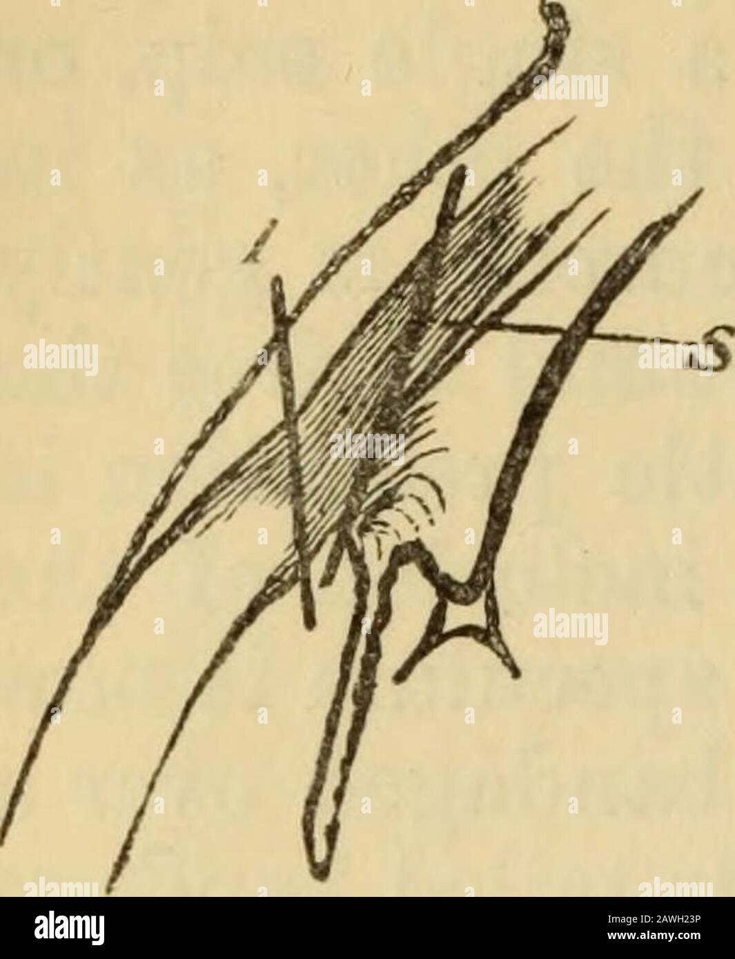 Iris bleeding hi-res stock photography and images - Alamy
