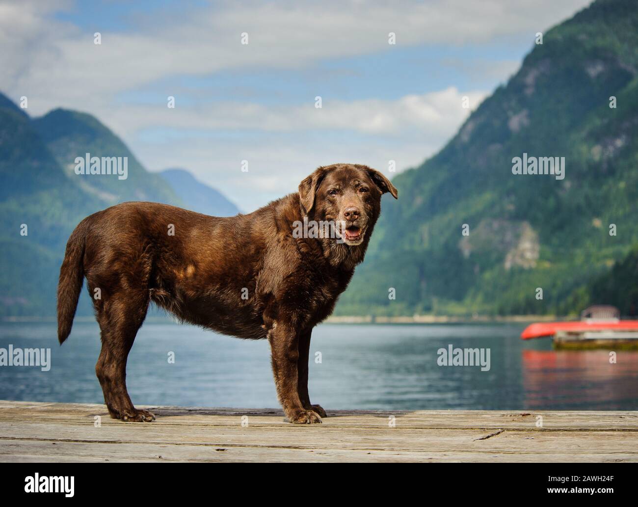 Chocolate Labrador Retriever dog outdoor portrait Stock Photo - Alamy