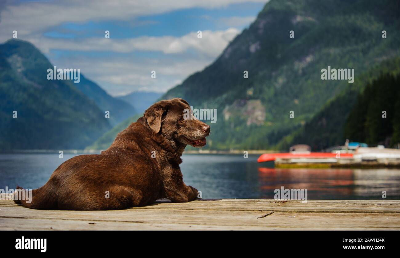 Chocolate Labrador Retriever dog outdoor portrait Stock Photo - Alamy