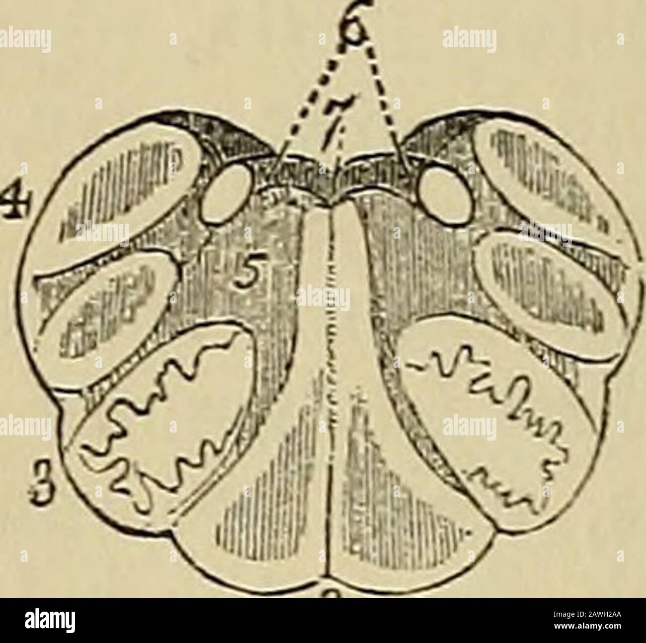 The anatomist's vade mecum : a system of human anatomy . ensation. If a ...