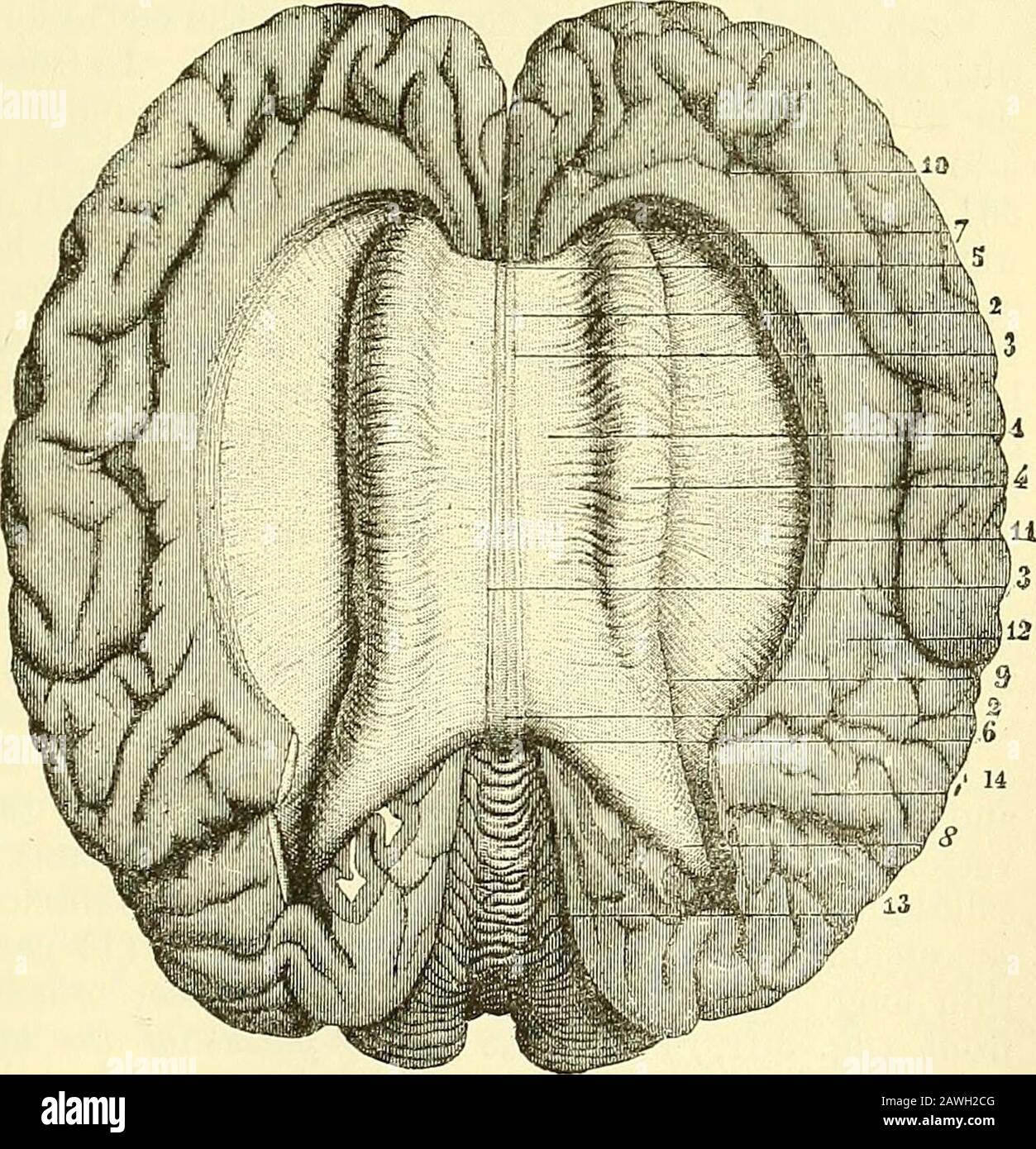 Corpus Callosum Parts