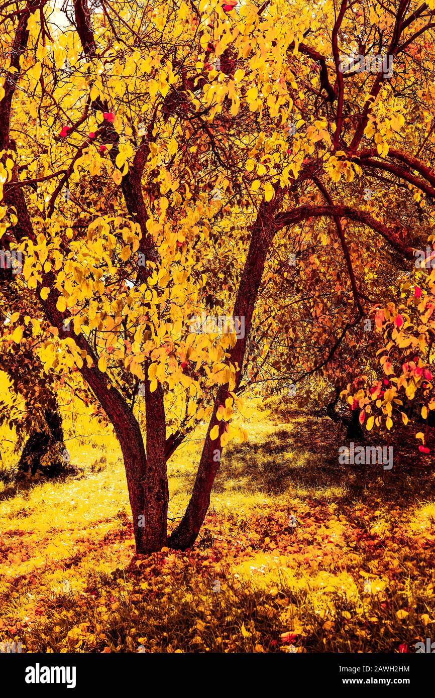 Seasonal travel, retro backdrop and rural environment concept ...