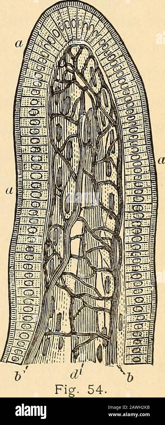 Lacteal Duct & Caecum