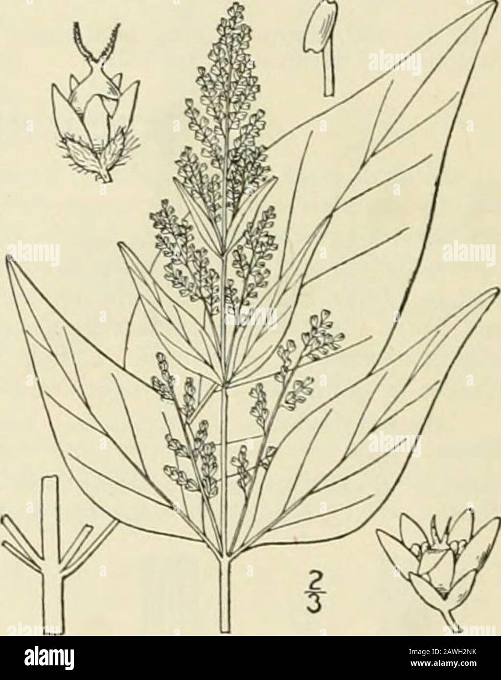 Polygamous family hi-res stock photography and images - Alamy