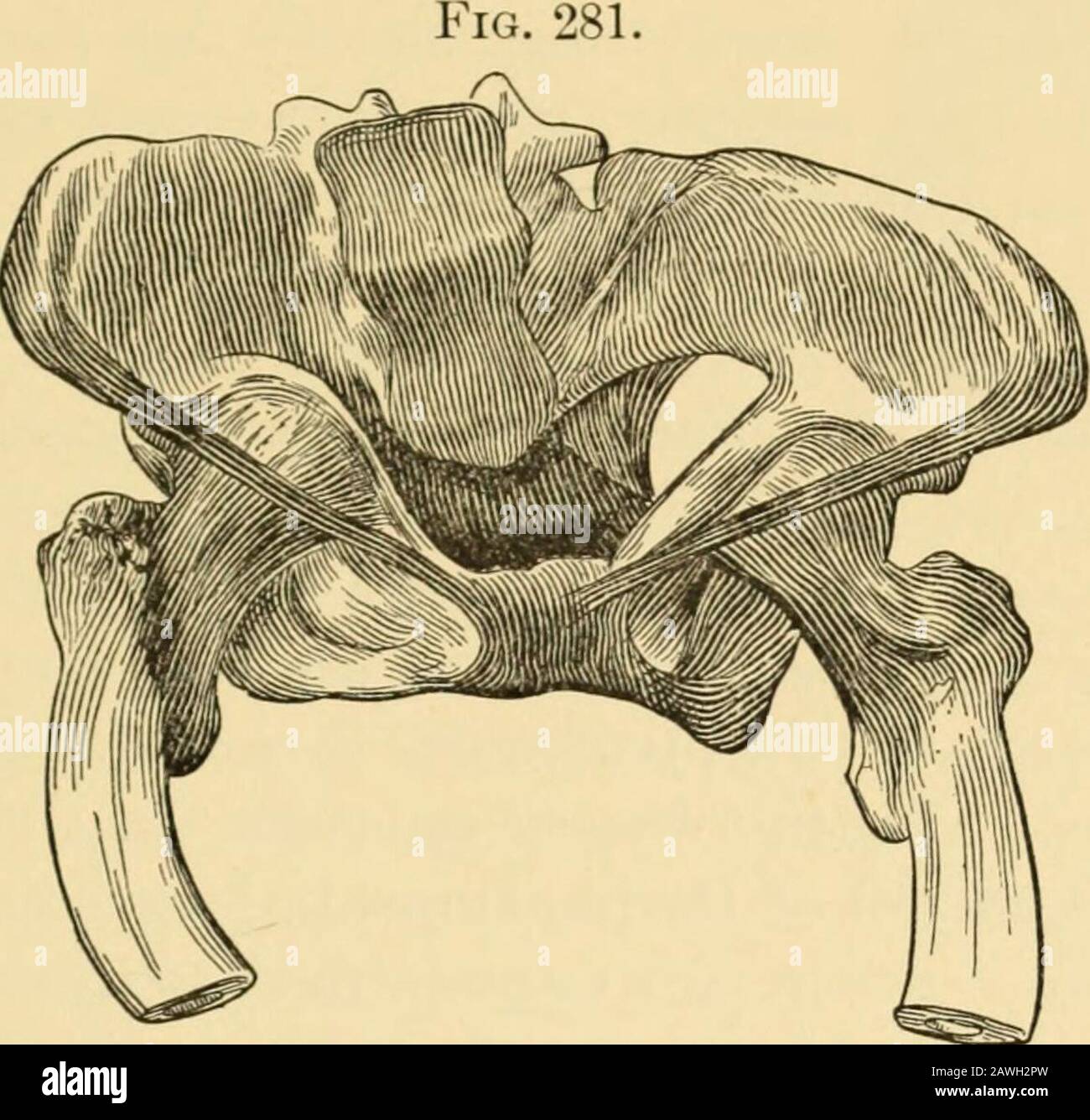 Ischial tuberosities hi-res stock photography and images - Alamy