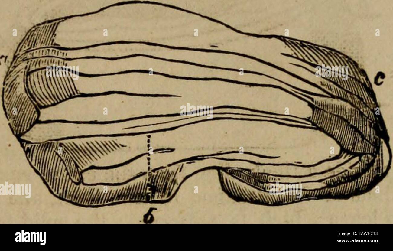 Thin cut beef tongue hi-res stock photography and images - Alamy