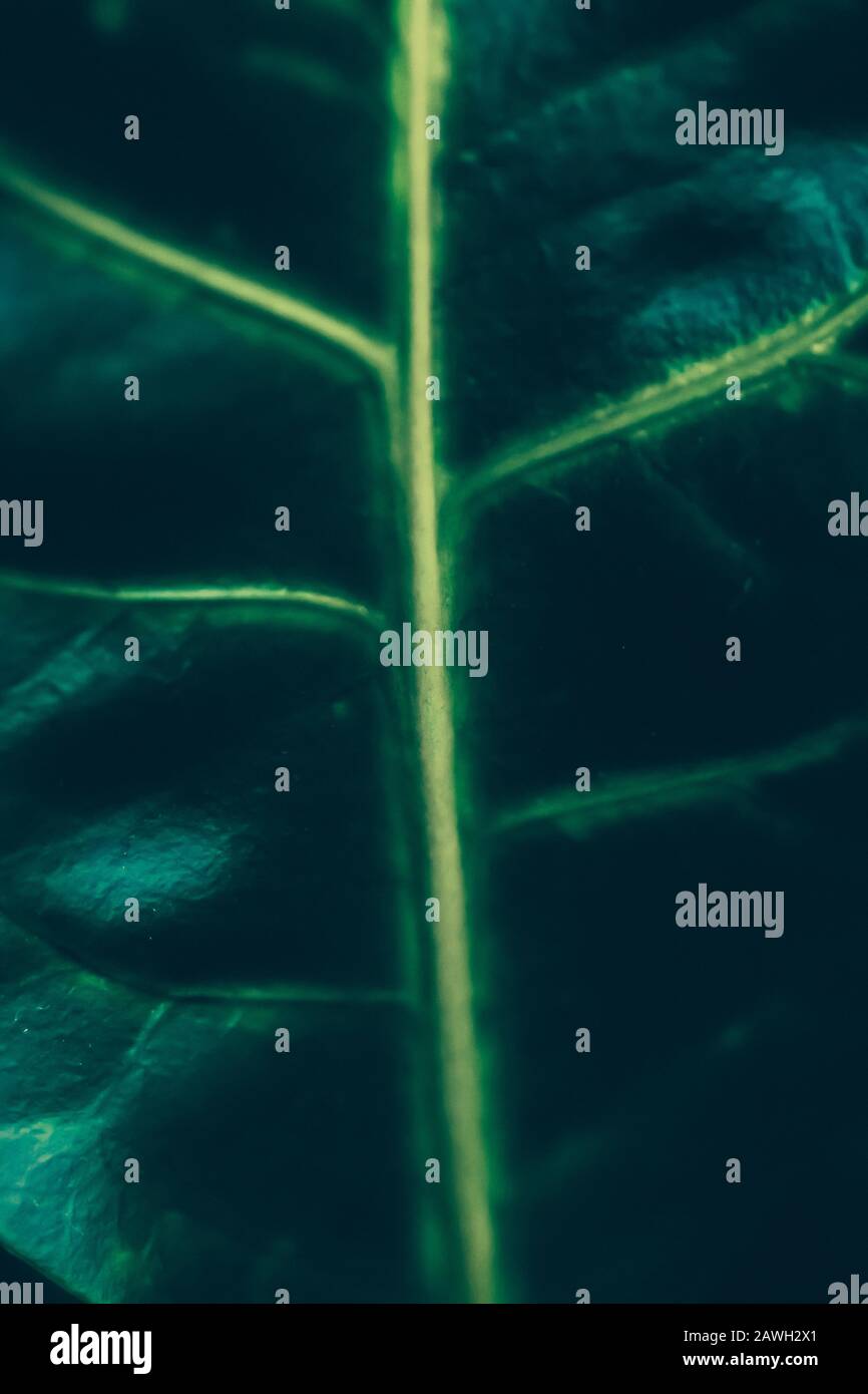 Botany, branding and print concept - Tropical garden nature background ...