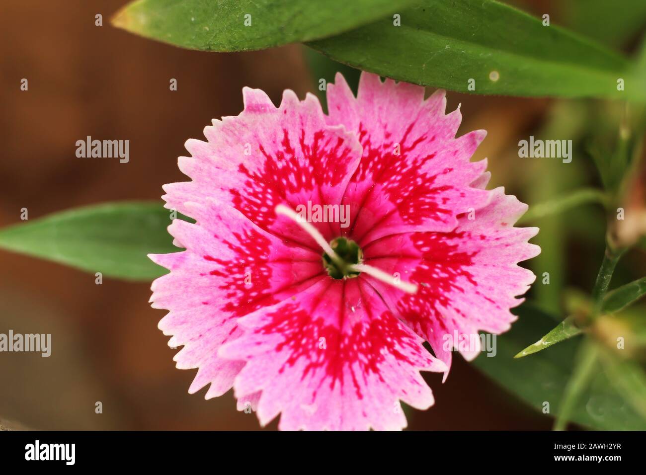 macro of a single mix color flower with soft background Stock Photo - Alamy