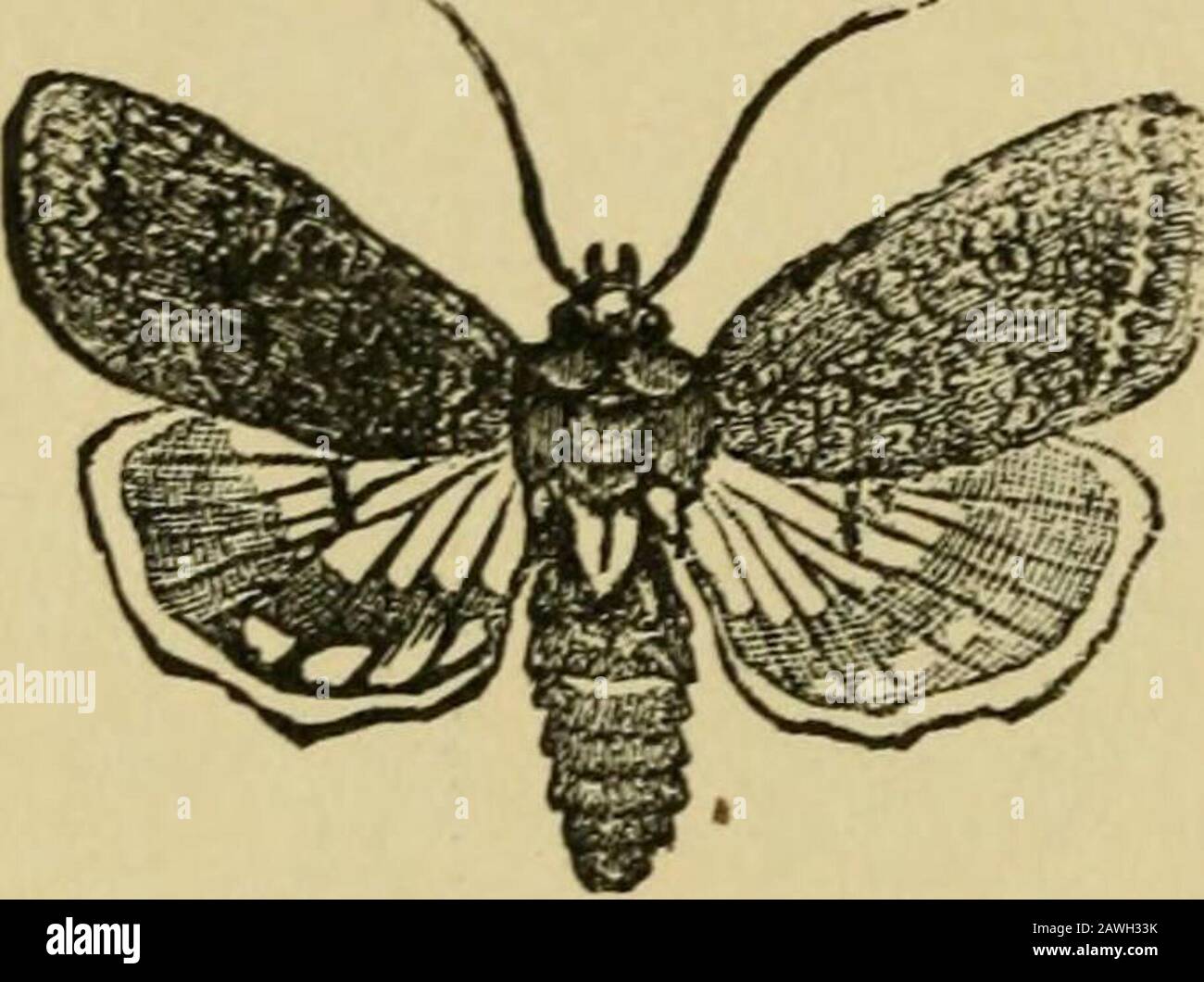 Quince cultureAn illustrated hand-book for the propagation and ...