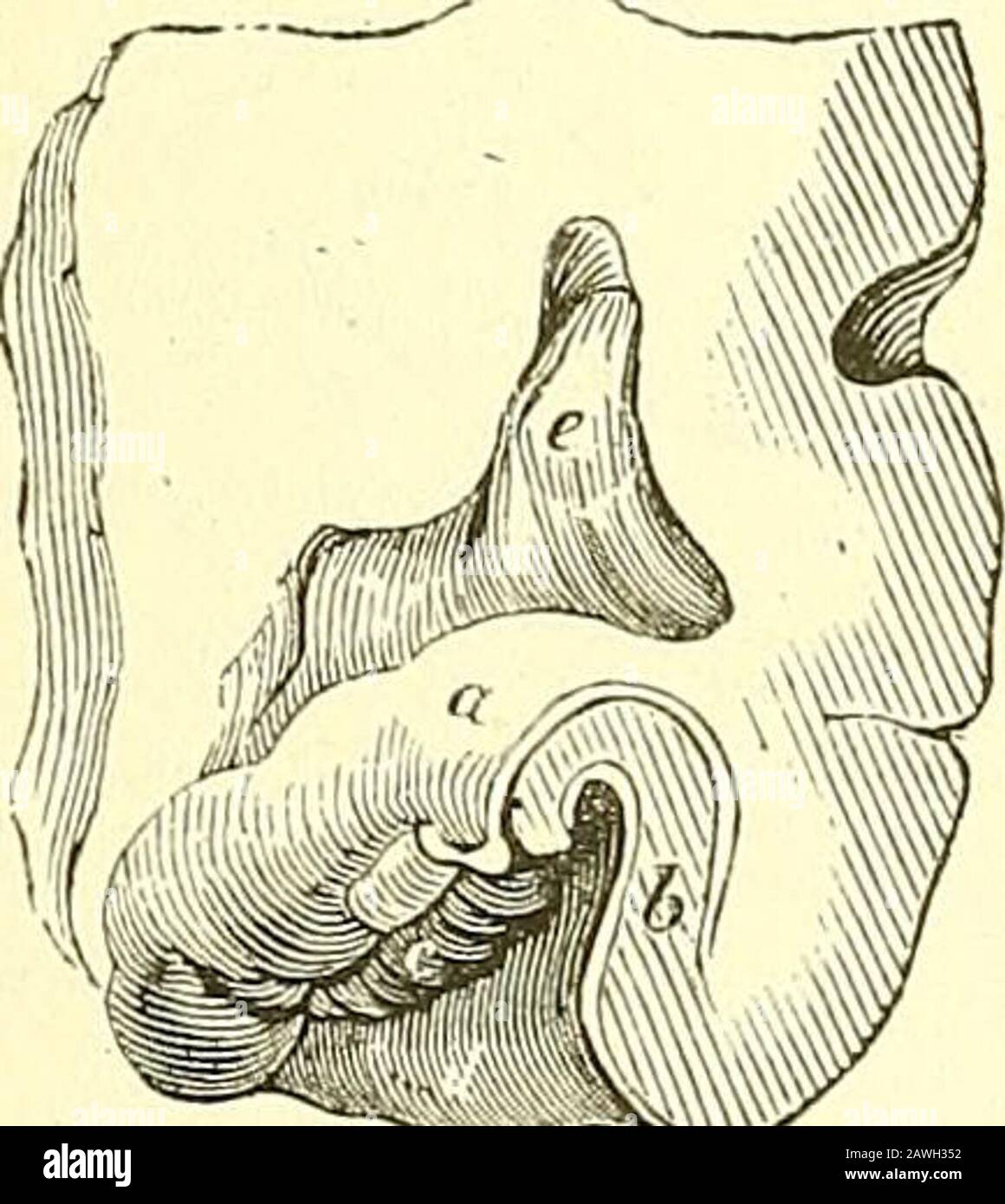 Quain's elements of anatomy . Above are the hippocampal and calcarine ...