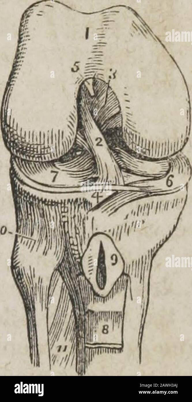 Transverse ligament of knee hi-res stock photography and images - Alamy
