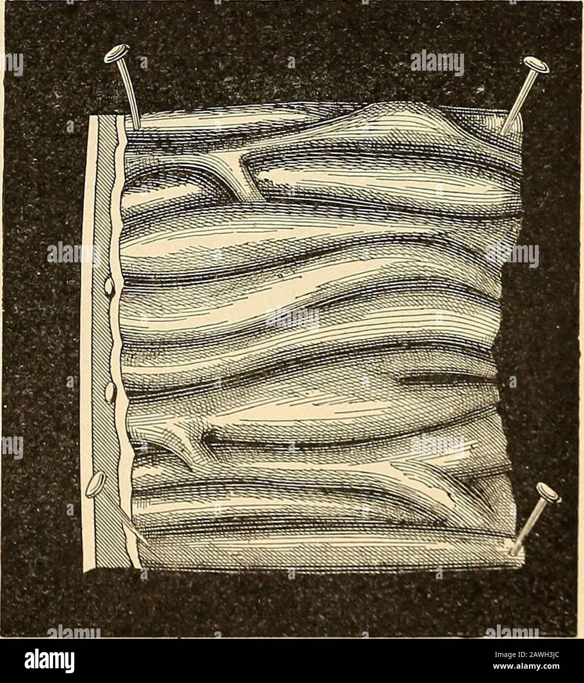 Anatomy, physiology and hygiene . s coiled upon itself and extendsfrom ...