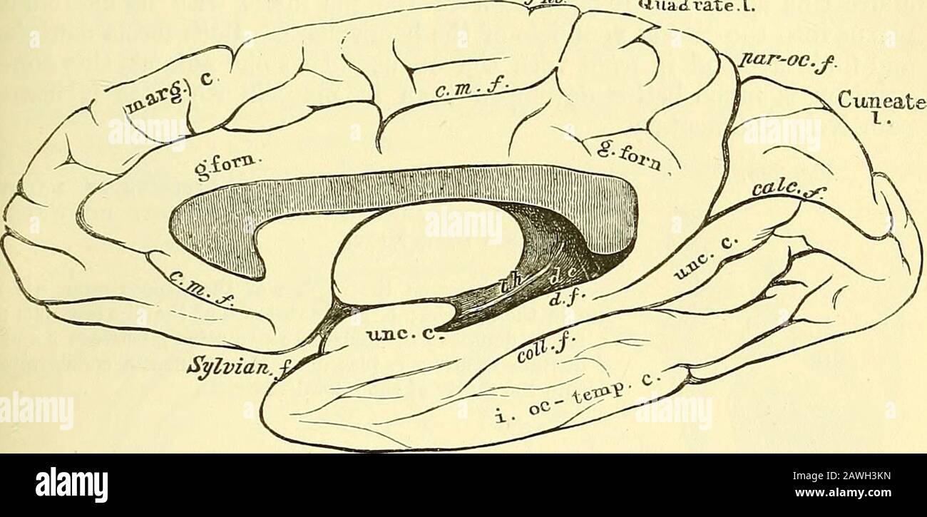 Quain's elements of anatomy . rine fissure. Thence it extends downwards ...