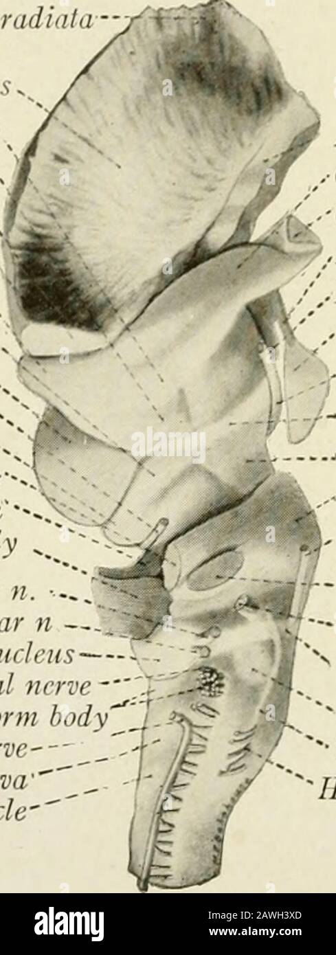 The anatomy of the nervous system, from the standpoint of development ...
