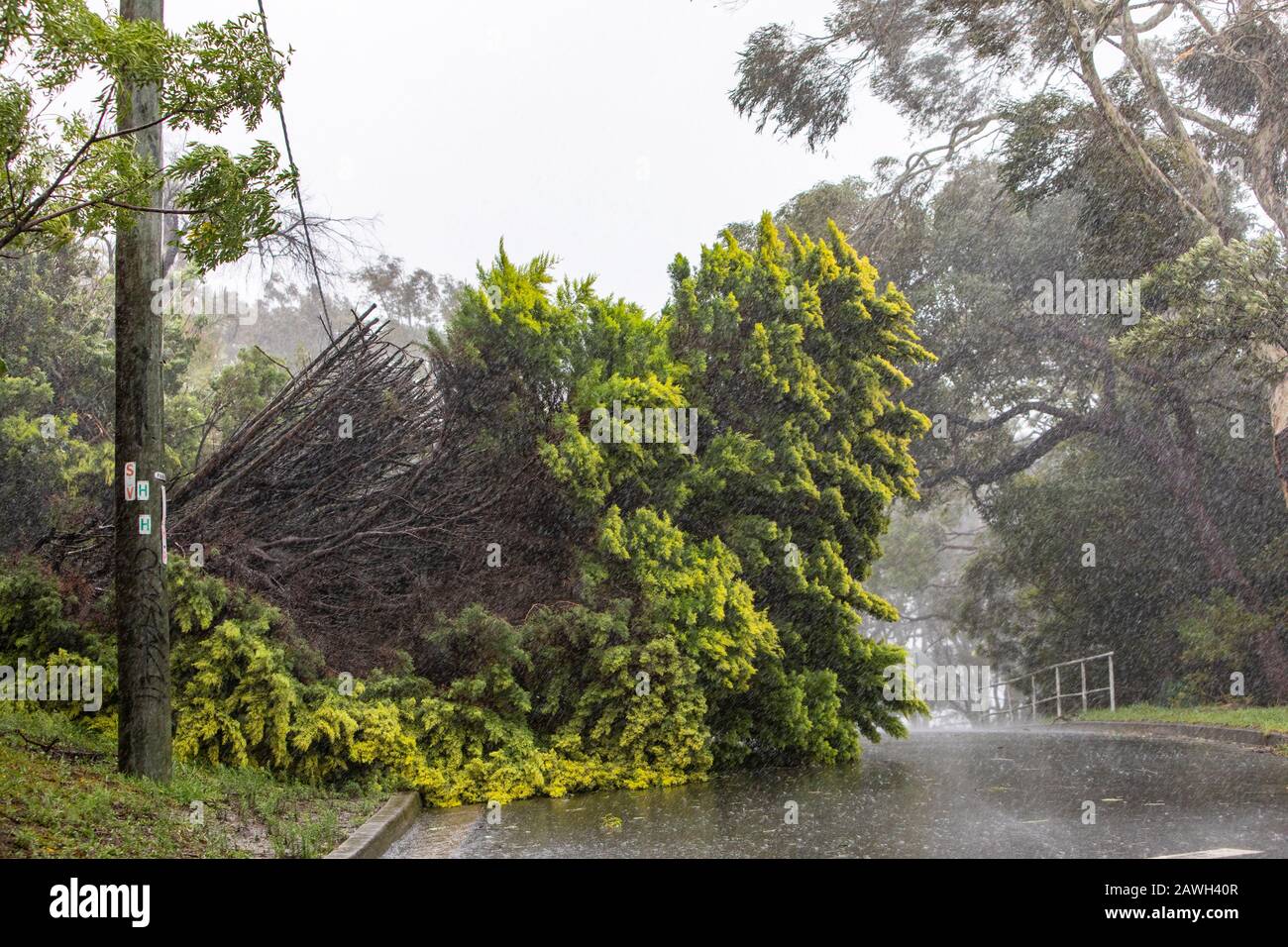 Tree down across road hi-res stock photography and images - Alamy