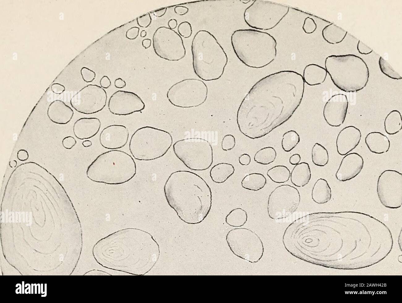 The manufacture of starch from potatoes and cassava . dicate that the ...