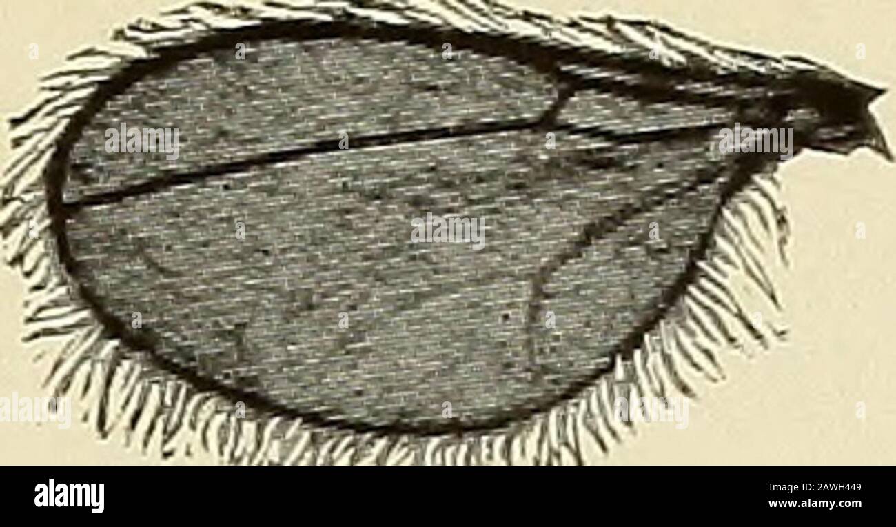 Pear midge hi-res stock photography and images - Alamy