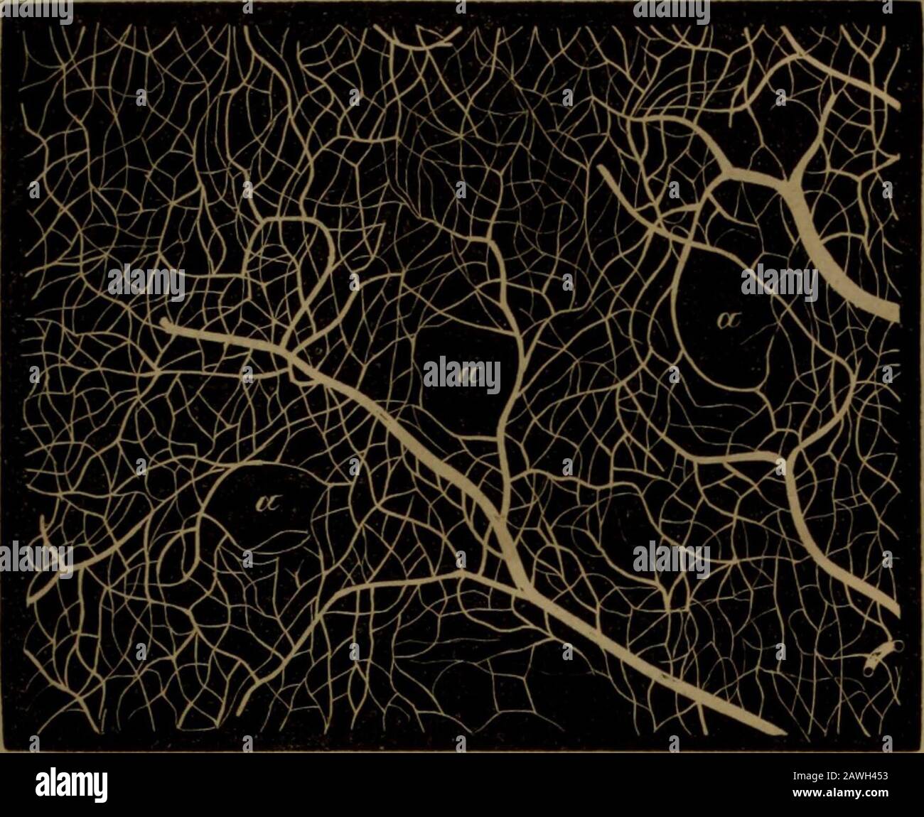 Arteria hepática hi-res stock photography and images - Alamy