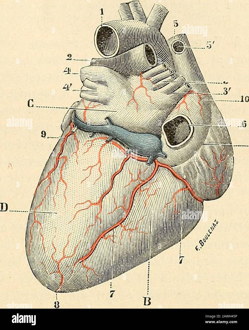 Traité d'anatomie humaine . ^ÏHi^ Fig. 40.Artères du cœur, vue ...