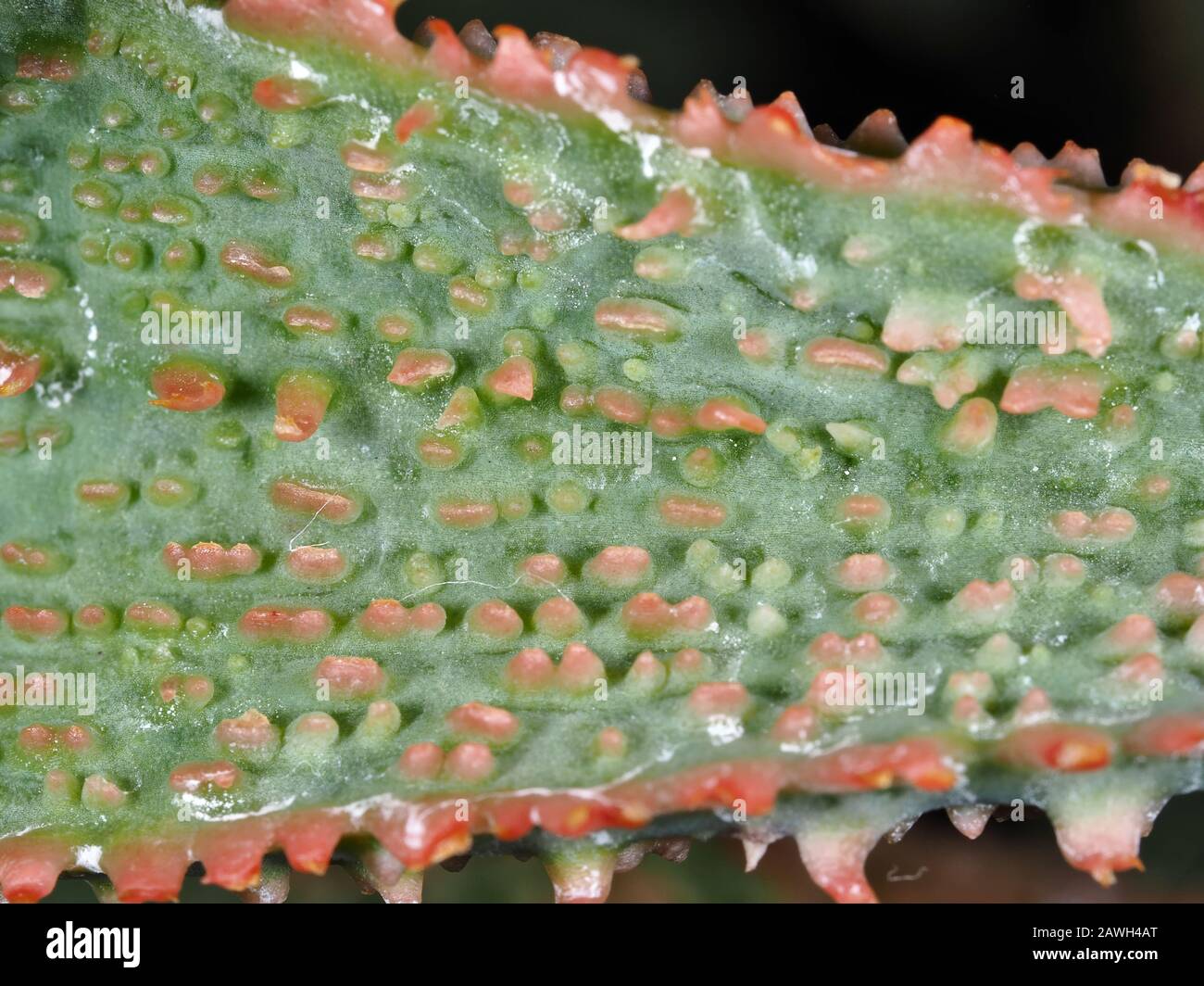 Aloe angelo hybrid hi-res stock photography and images - Alamy