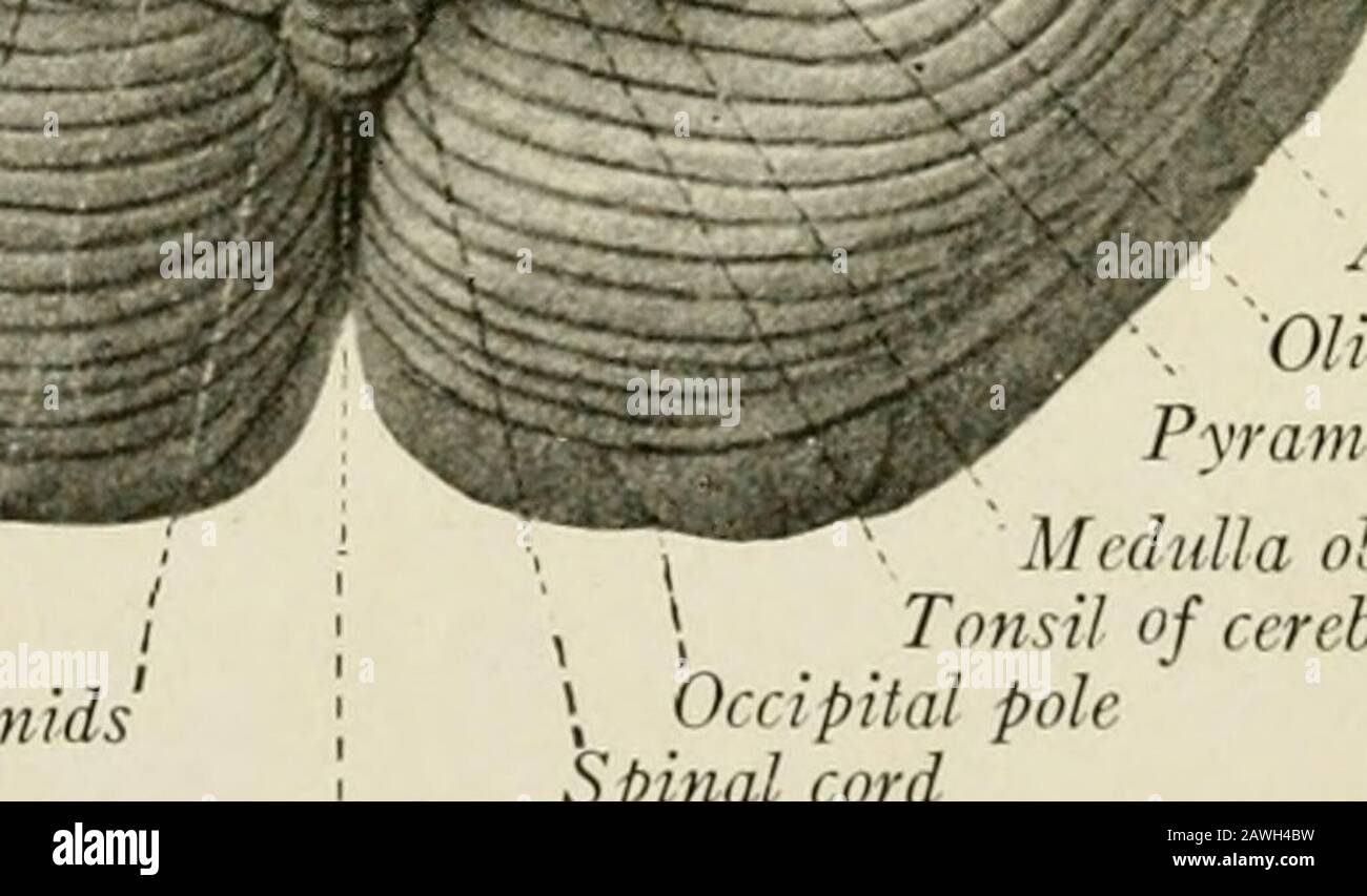 The anatomy of the nervous system, from the standpoint of development ...