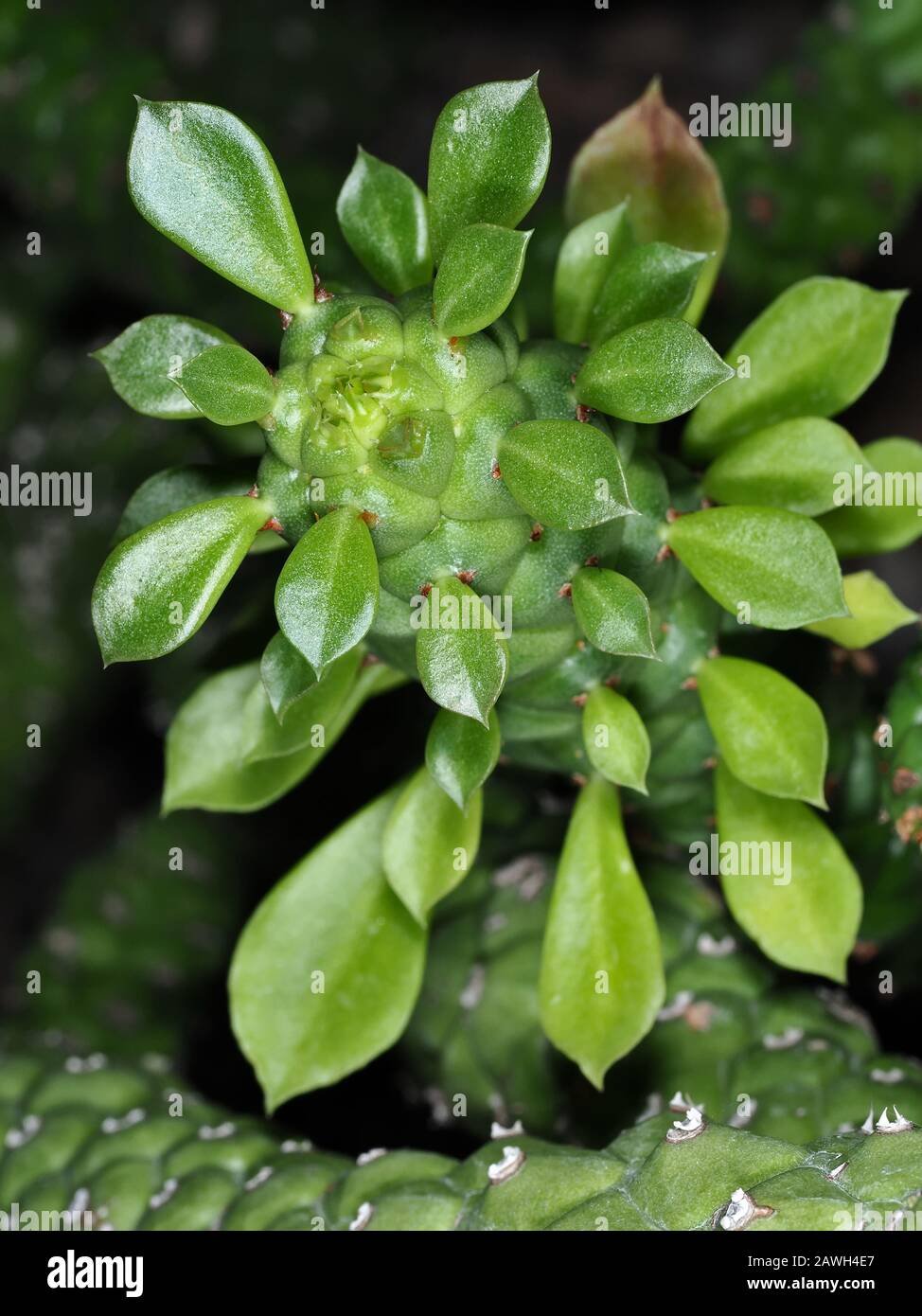 Monadenium hi-res stock photography and images - Alamy
