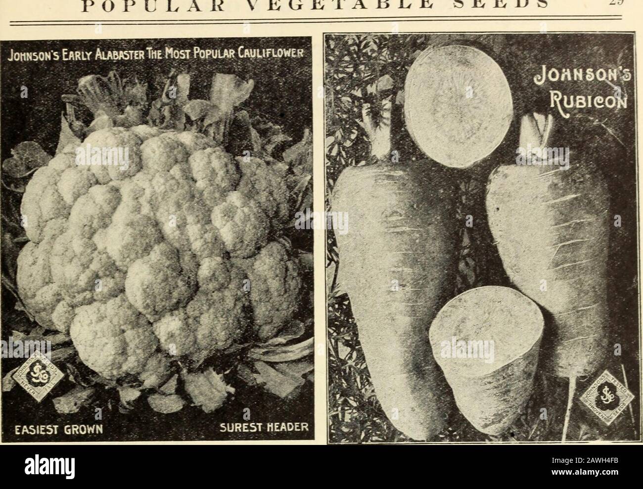 Alabaster seeds hi-res stock photography and images - Alamy