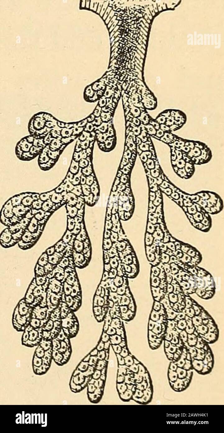 Thelium hi-res stock photography and images - Alamy