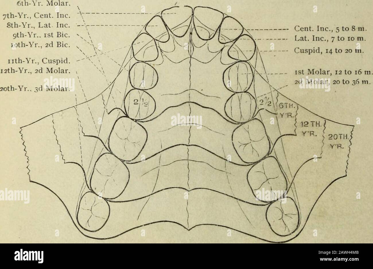 The Dental cosmos . 2Q2 THE DENTAL COSMOS. the same angle. The lines to ...